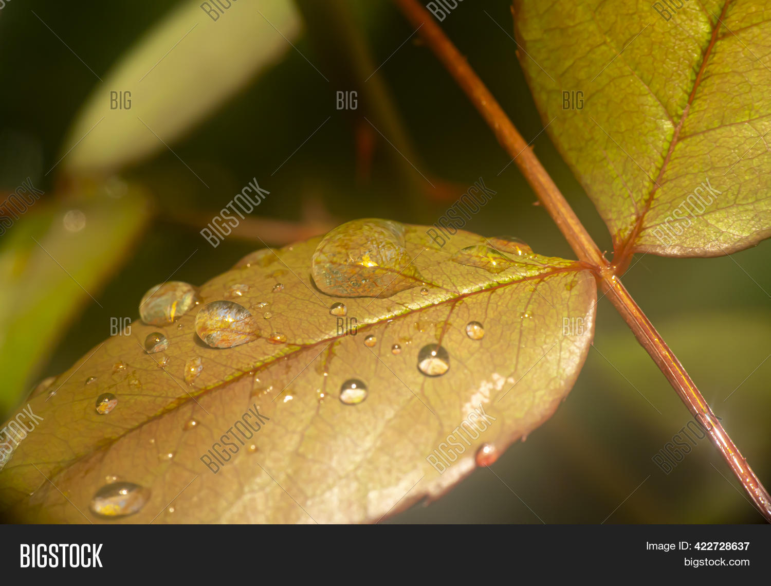 Red Leaf Rain Drop Image & Photo (Free Trial) | Bigstock