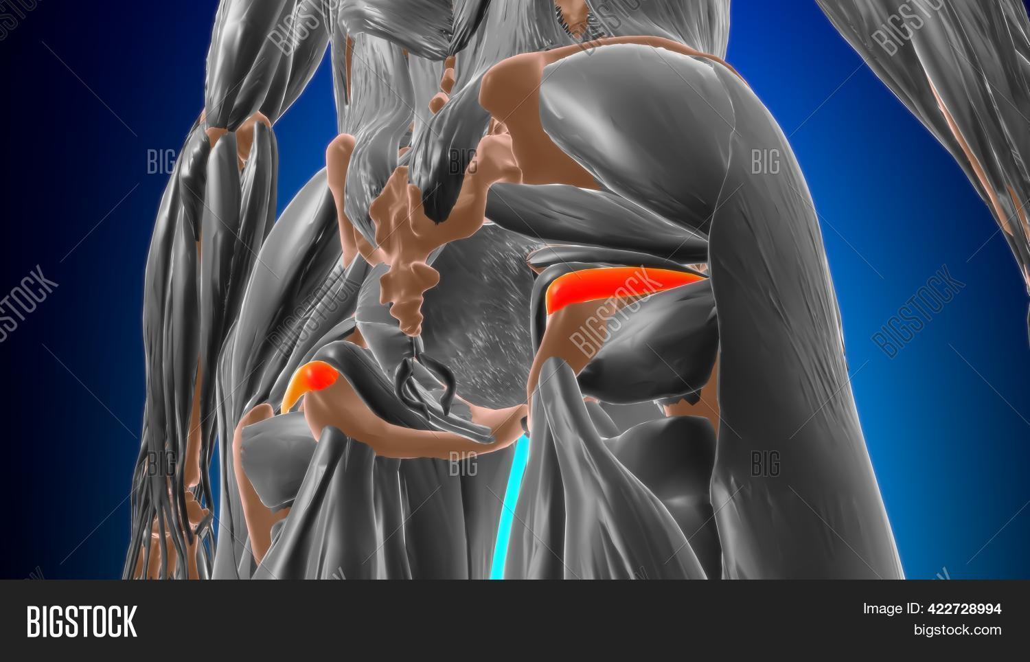 Gemellus Inferior Image & Photo (Free Trial) | Bigstock