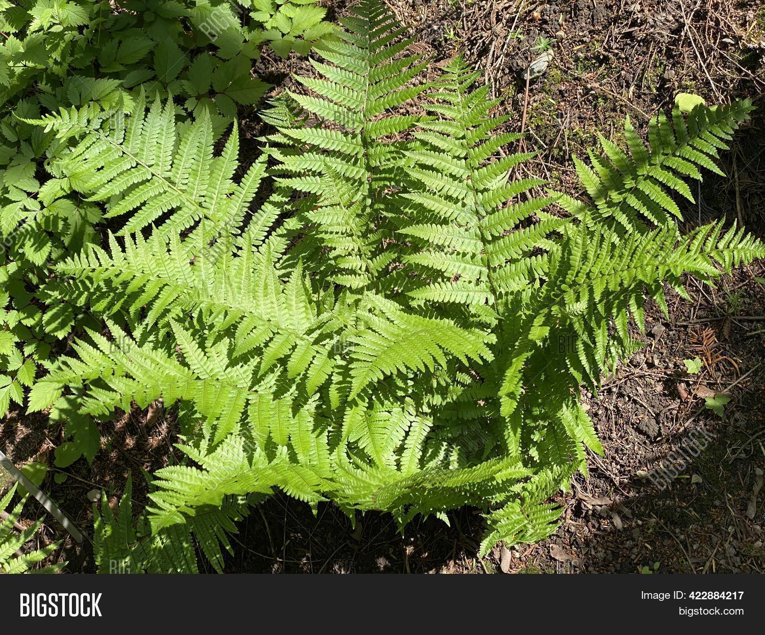 Scaly Male Fern ( Image & Photo (Free Trial) | Bigstock