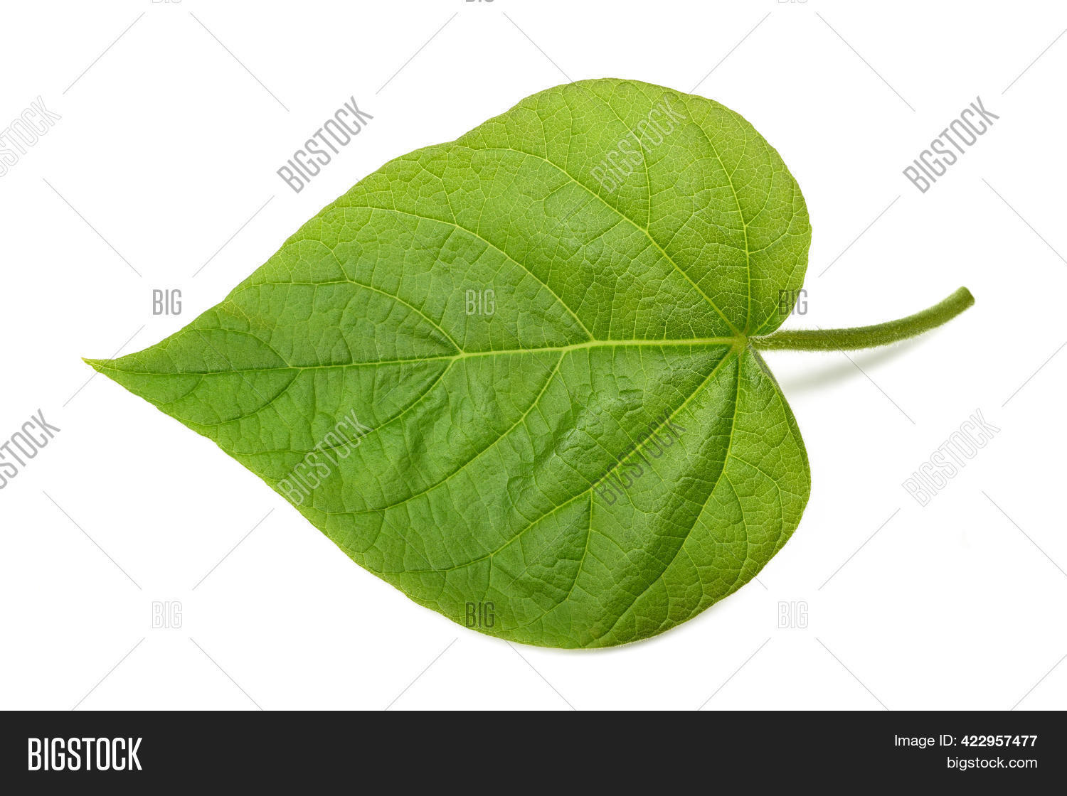 Paulownia Tomentosa Image & Photo (Free Trial) | Bigstock