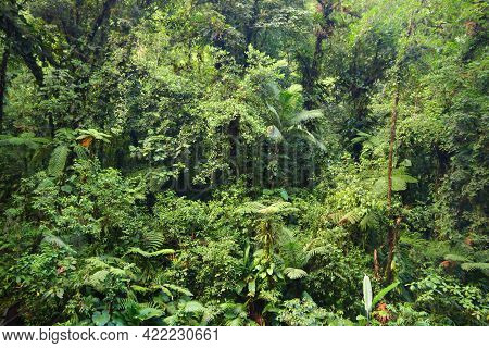 Nature Guadeloupe Image & Photo (Free Trial) | Bigstock