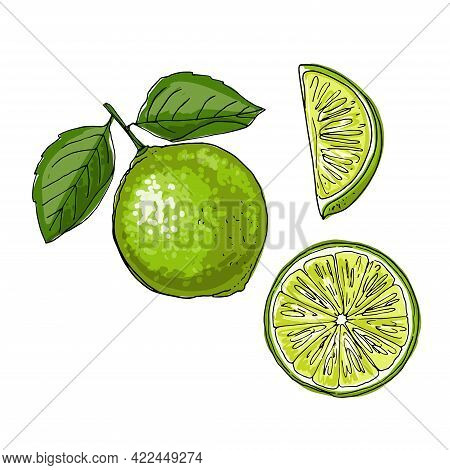Lime. Vector Drawing Vector & Photo (Free Trial) | Bigstock