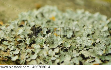 Gray Close- Foliose Image & Photo (Free Trial) | Bigstock