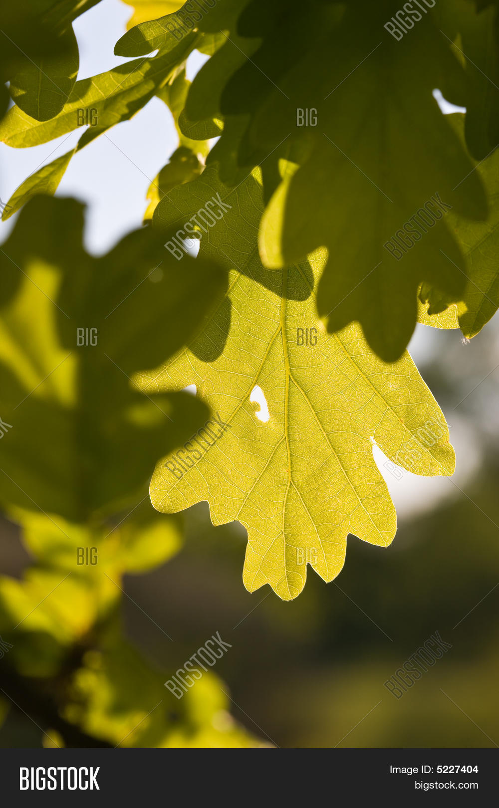 Oak Leaf Image & Photo (Free Trial) | Bigstock