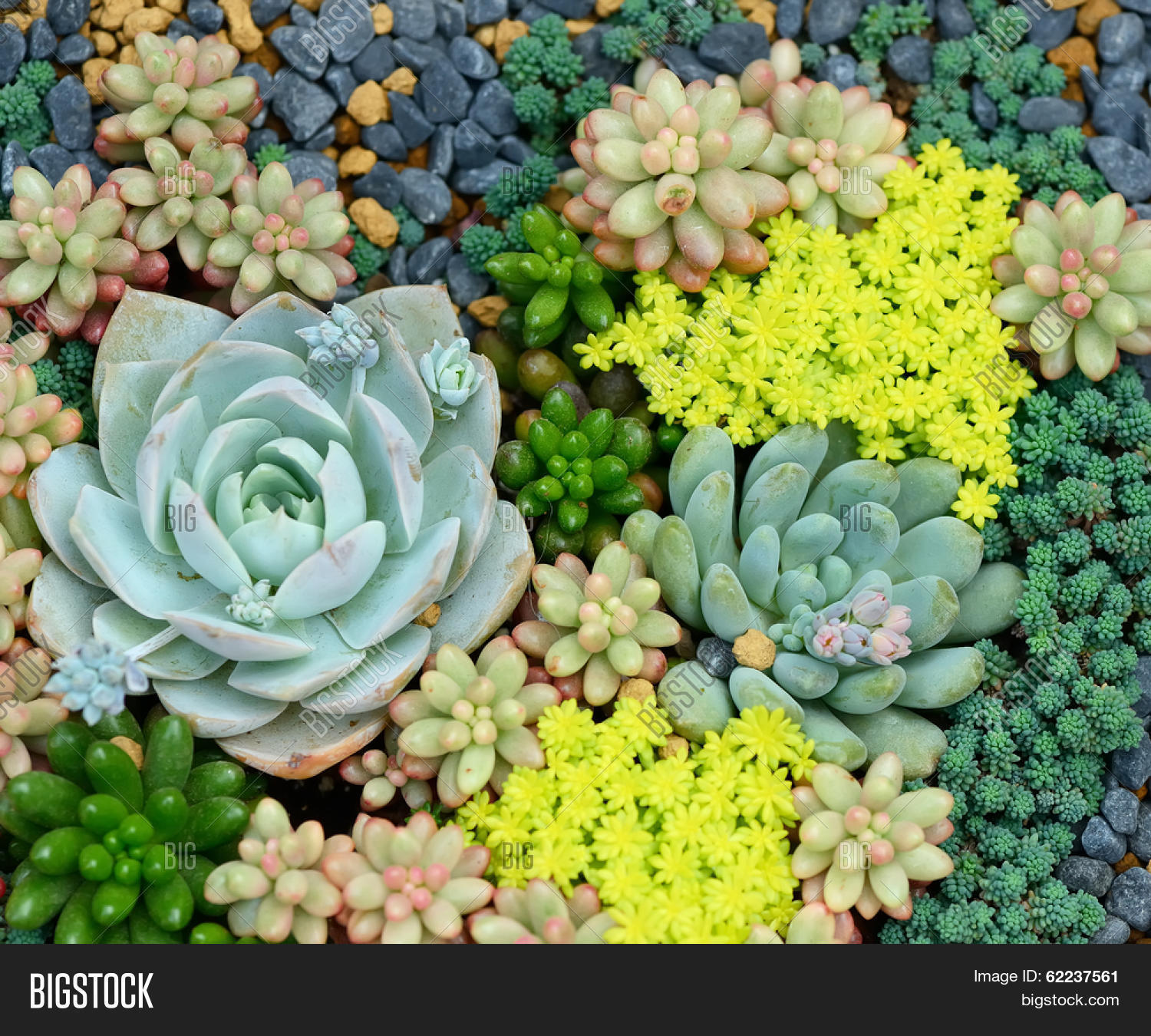 Miniature Succulent Image & Photo (Free Trial) | Bigstock