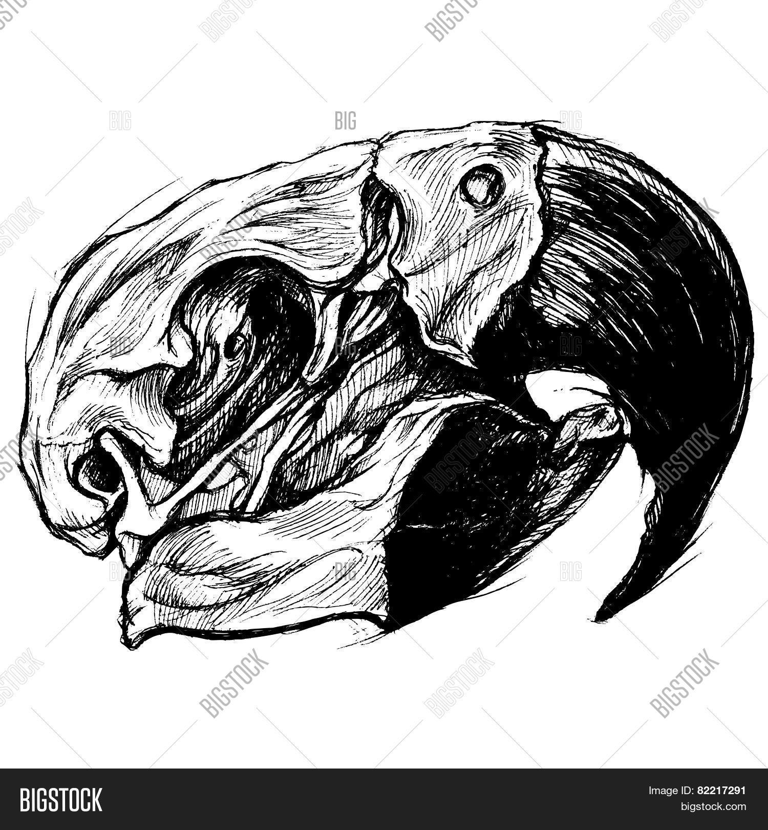 Macaw Skull Drawing Vector & Photo (Free Trial) | Bigstock