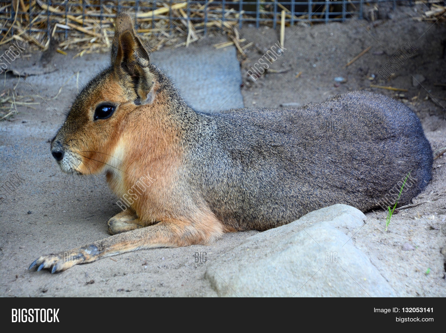 Patagonian Cavy Nose