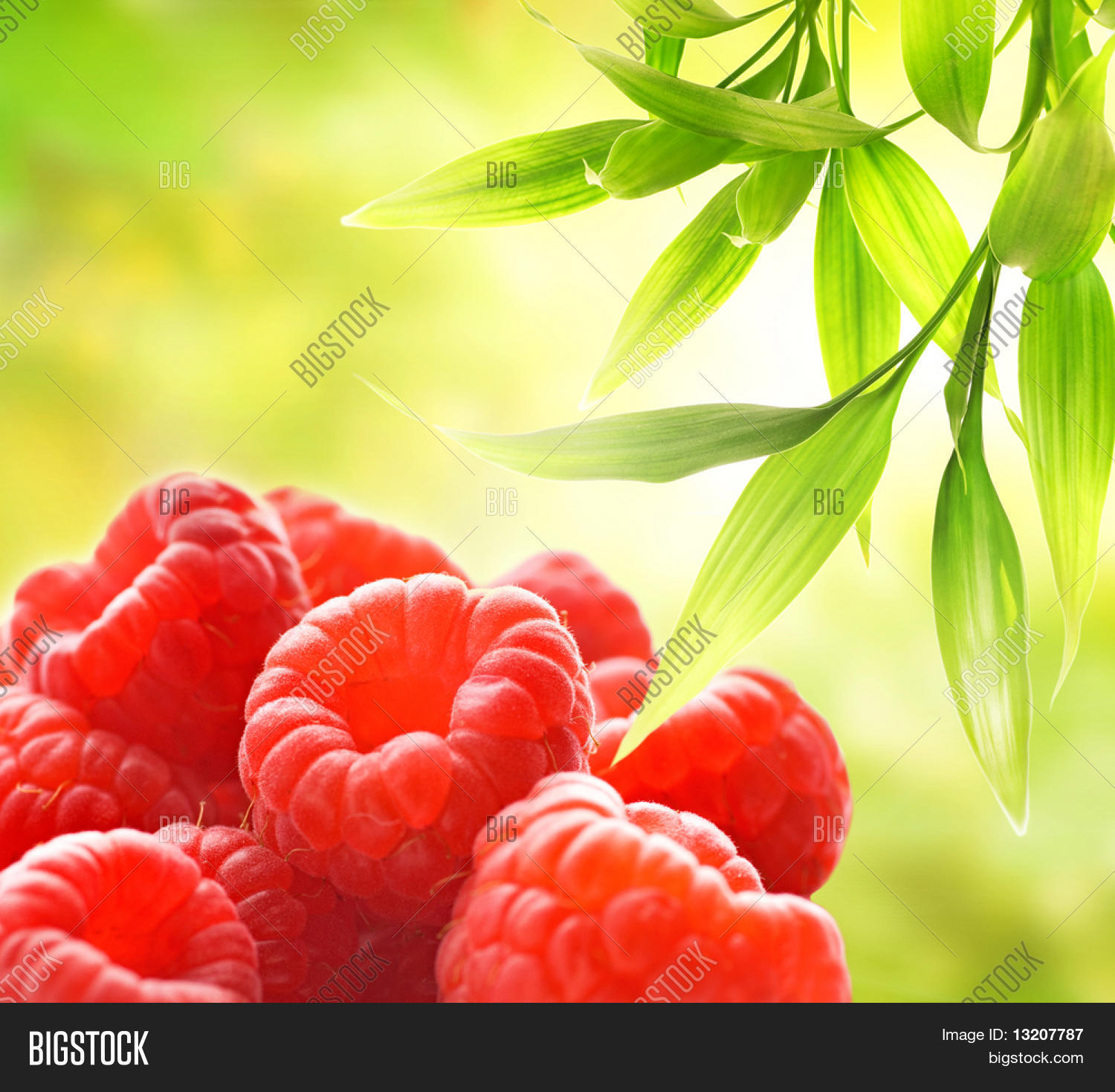 Ripe Raspberries Over Image & Photo (Free Trial) | Bigstock