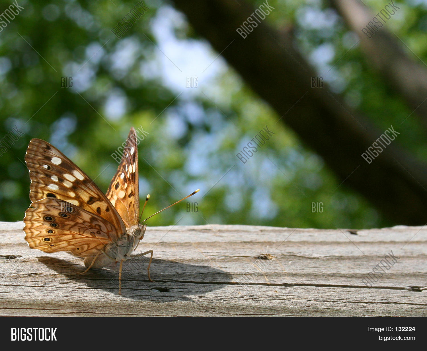 Butterfly Portrait Image & Photo (Free Trial) | Bigstock