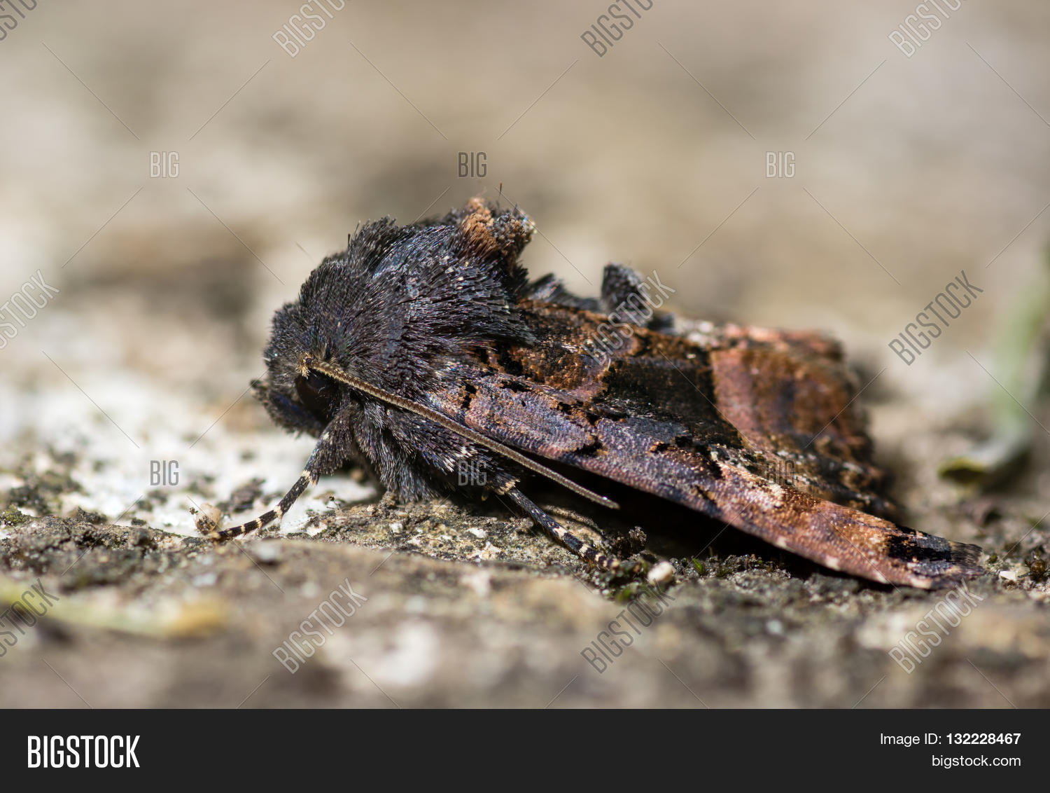 Small Angle Shades Image & Photo (Free Trial) | Bigstock