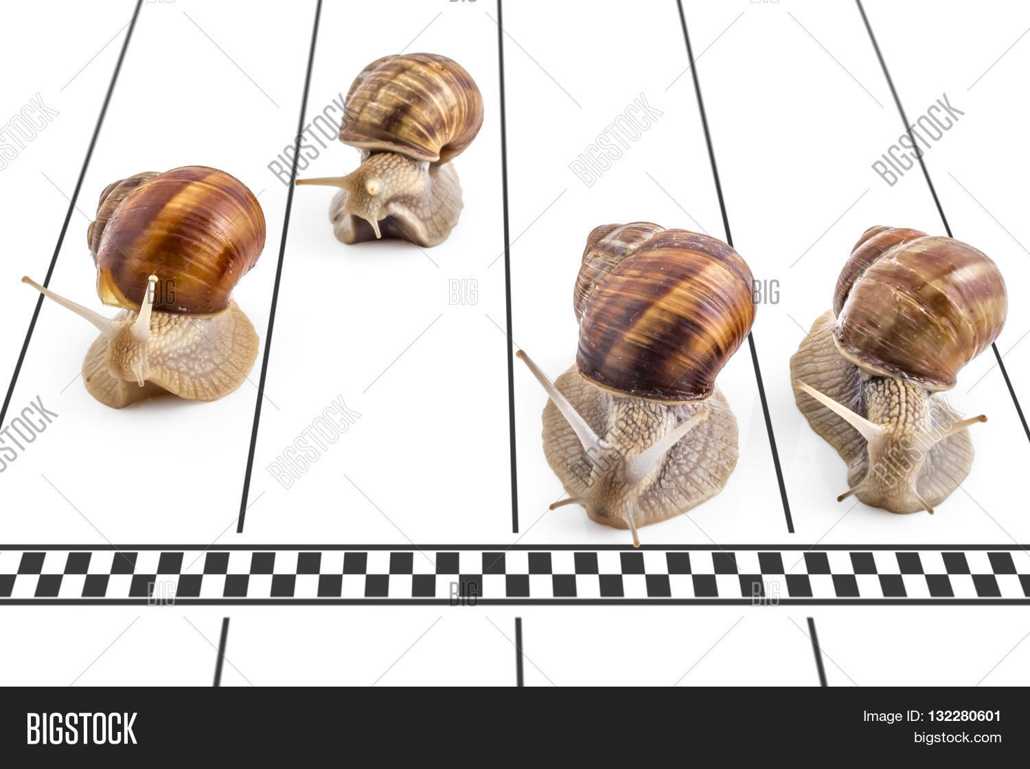 Four Garden Snails ( Image & Photo (Free Trial) | Bigstock