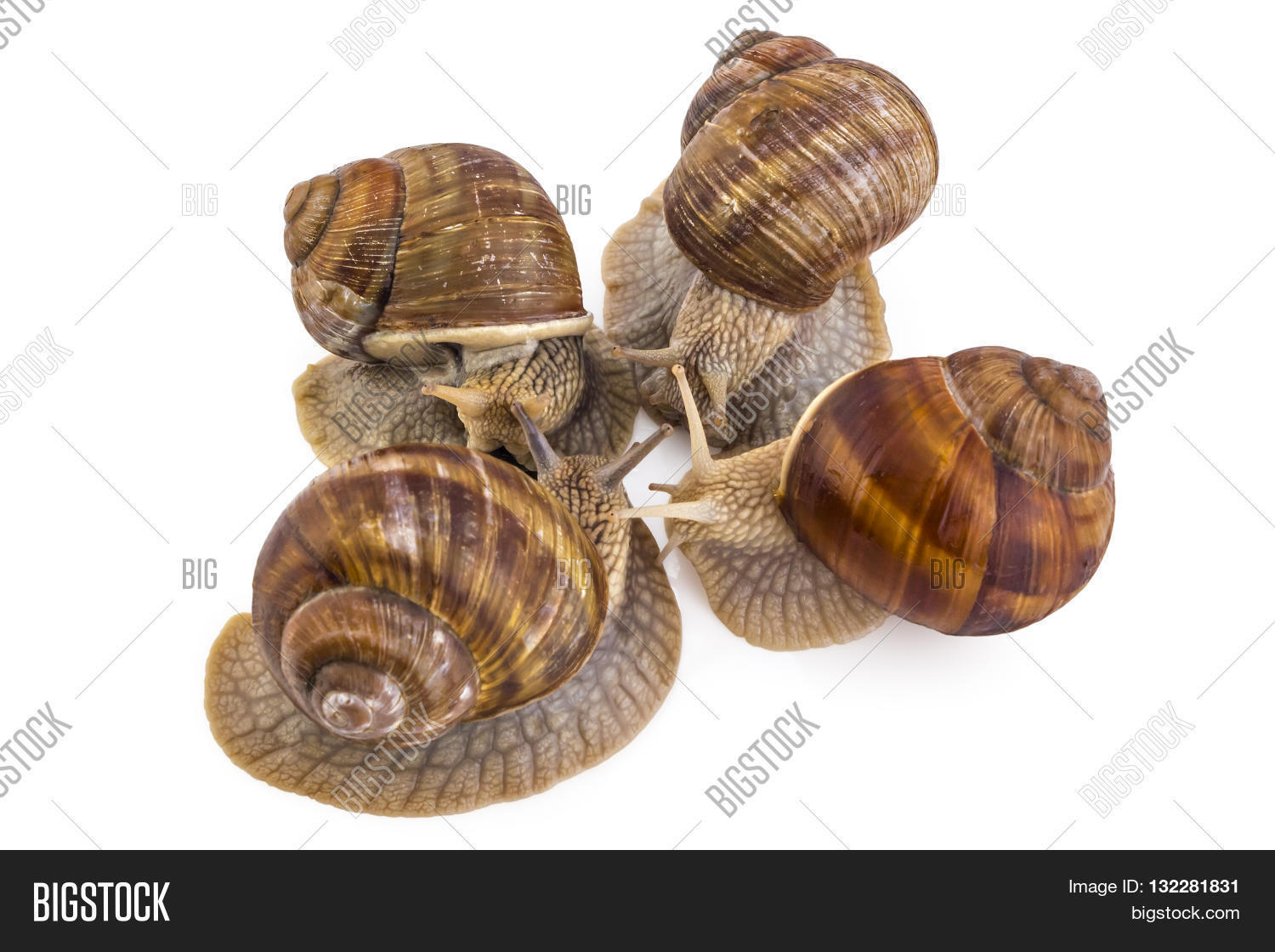 Four Garden Snails ( Image & Photo (Free Trial) | Bigstock