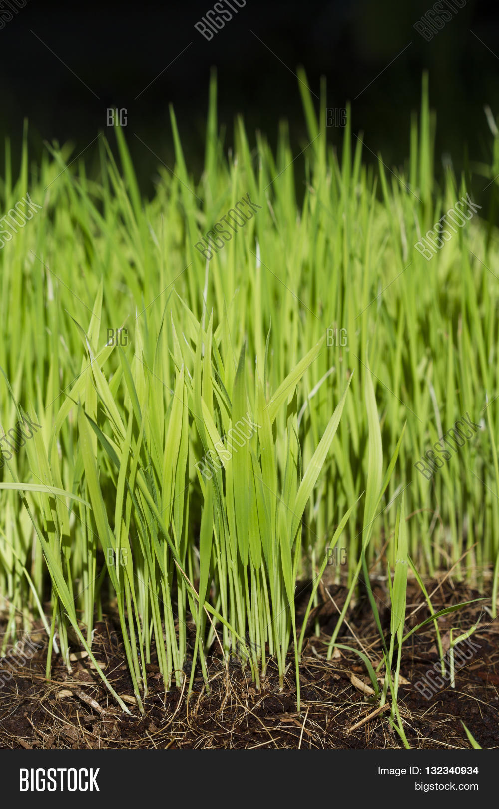 View Young Rice Sprout Image & Photo (Free Trial) | Bigstock