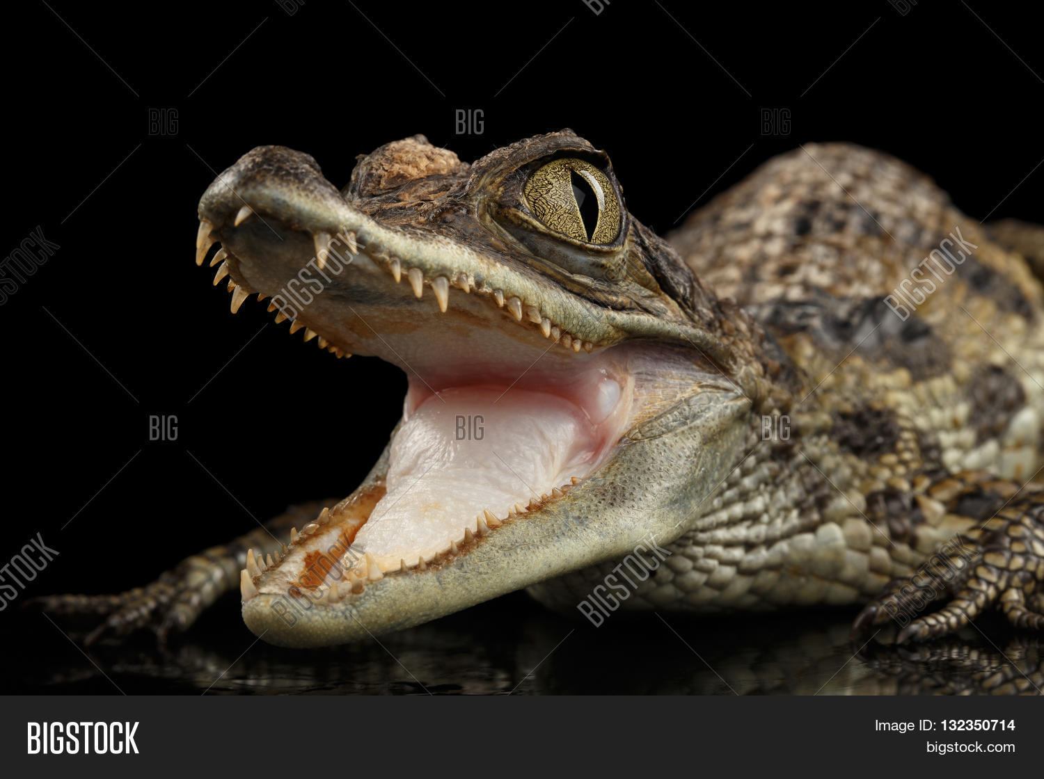 Closeup Young Cayman Image & Photo (Free Trial) | Bigstock