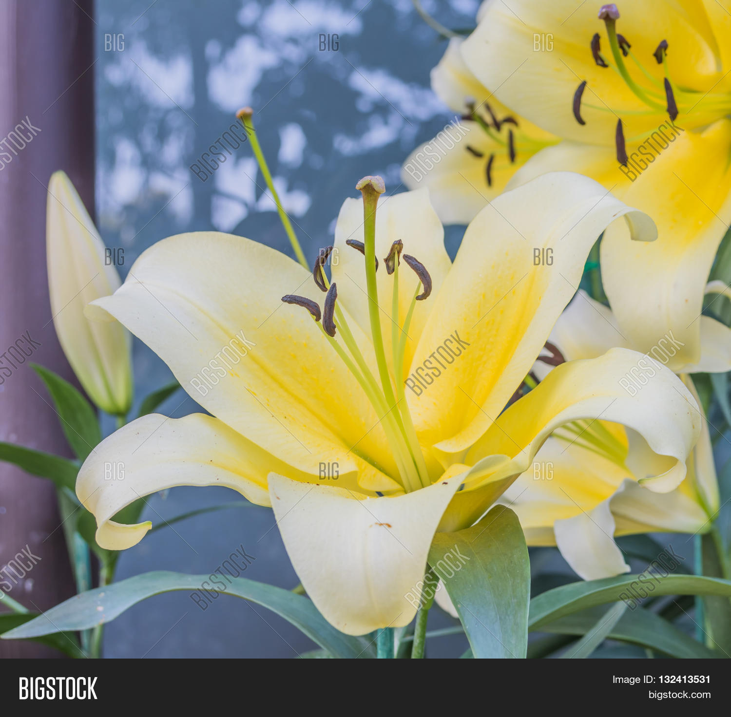 White Lilly Image & Photo (Free Trial) | Bigstock