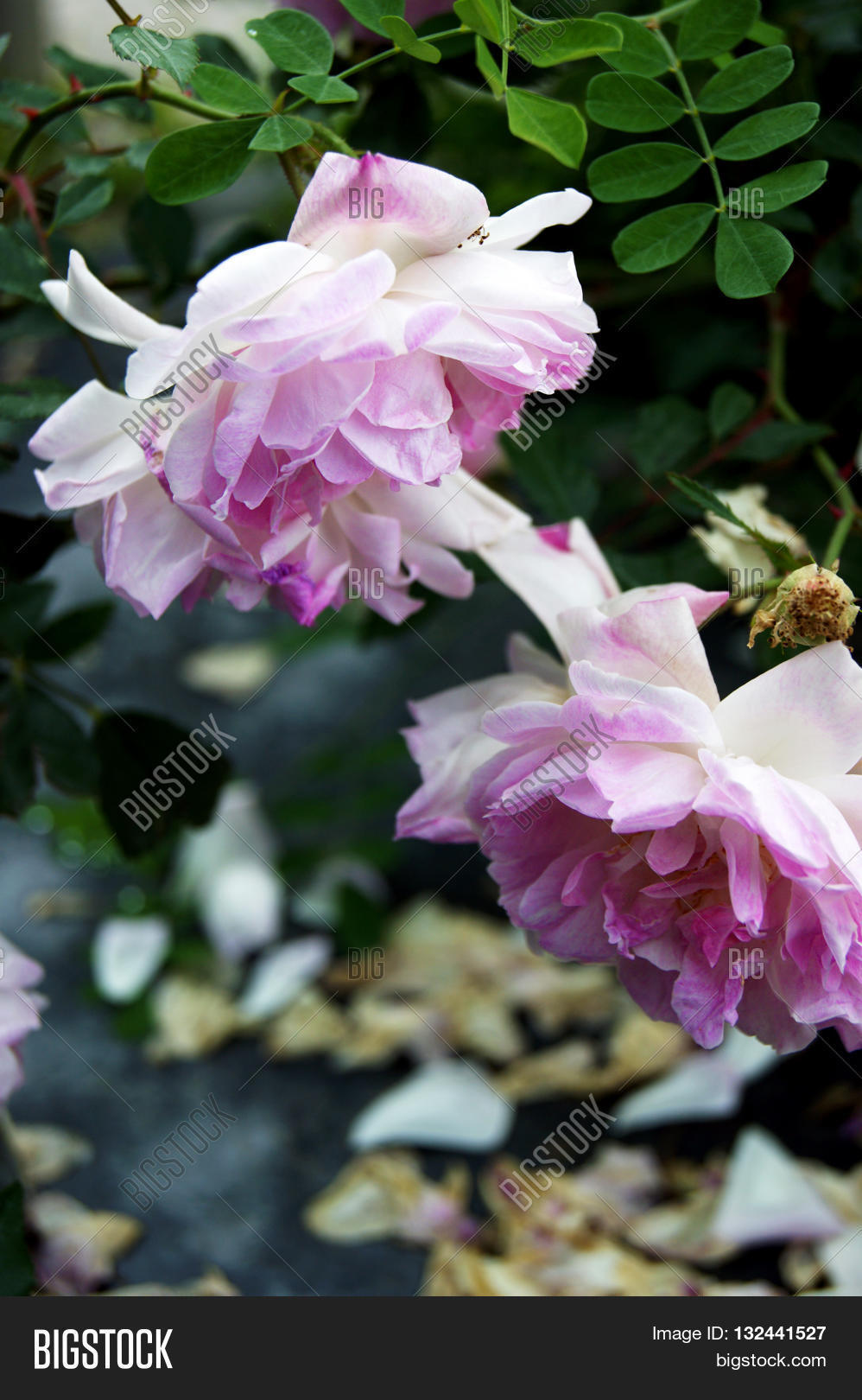 Two Flowers Opening, Image & Photo (Free Trial) | Bigstock