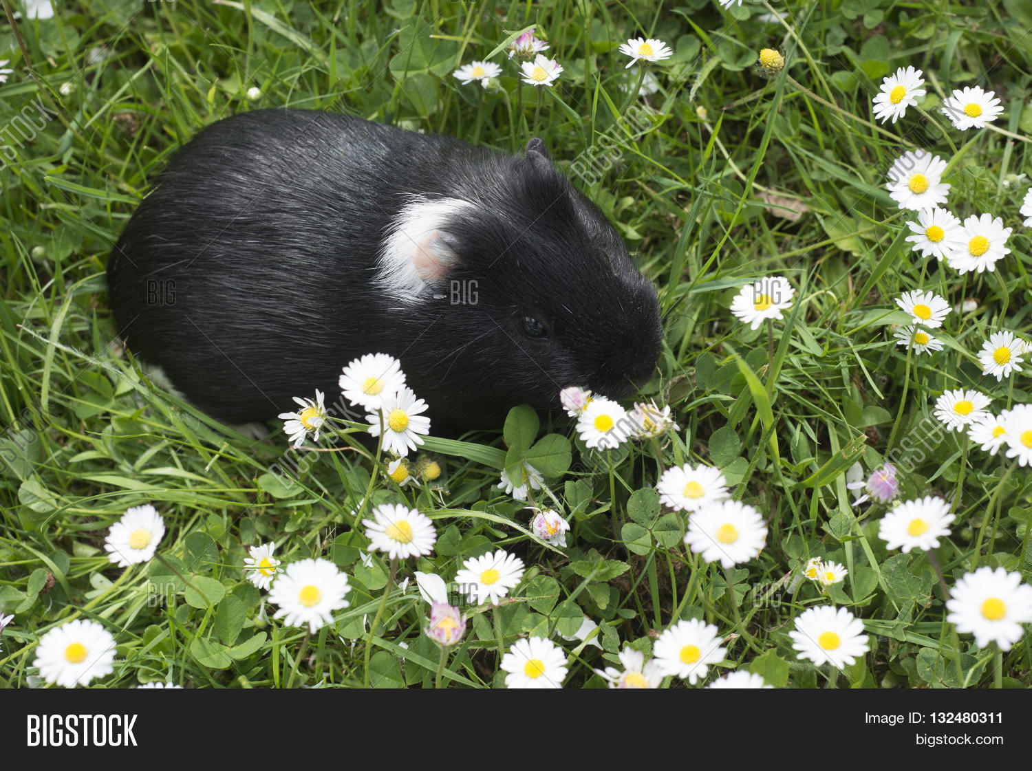 Guinea Pigs Grass Image & Photo (Free Trial) | Bigstock