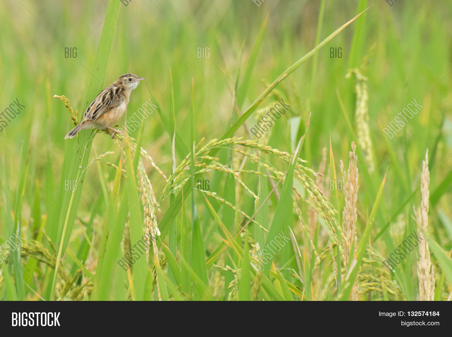 Fully Grown Paddy Image & Photo (Free Trial) | Bigstock