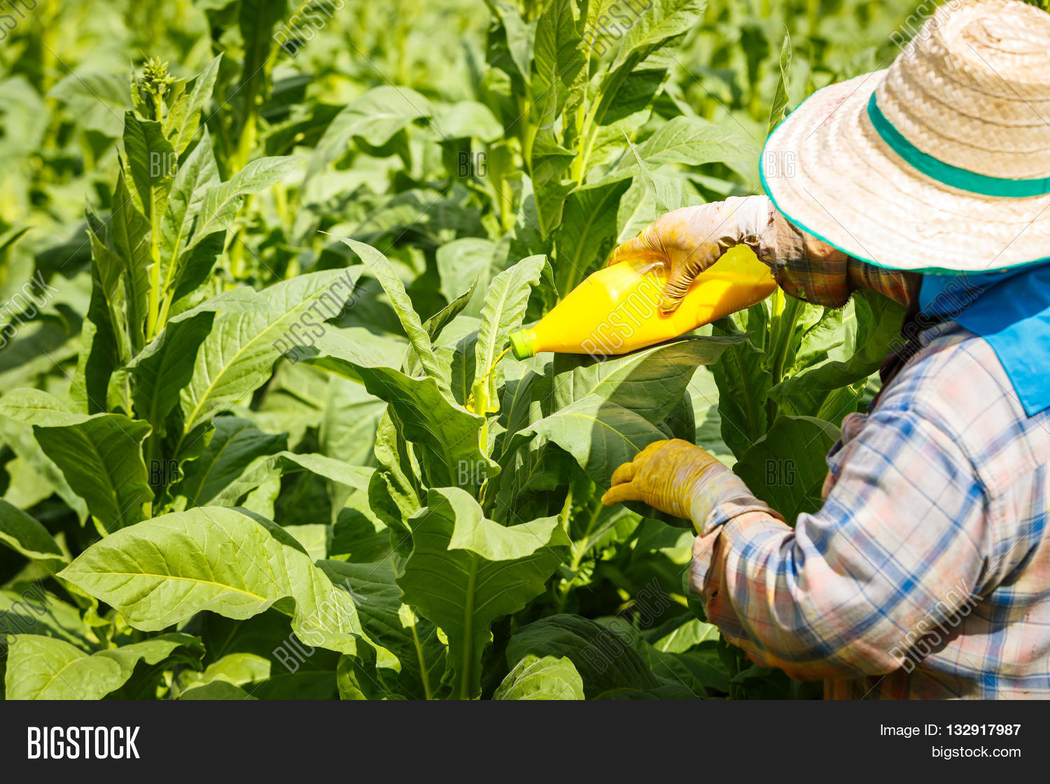 Thai Woman Put Image & Photo (Free Trial) | Bigstock
