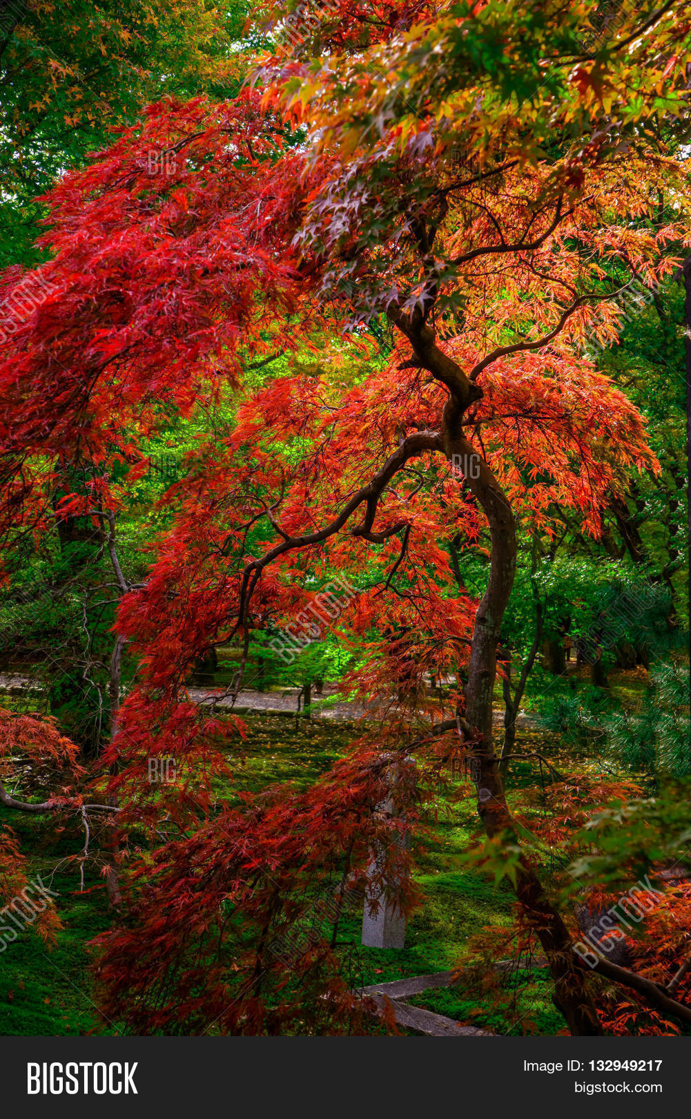 Laceleaf Japanese Image & Photo (Free Trial) | Bigstock