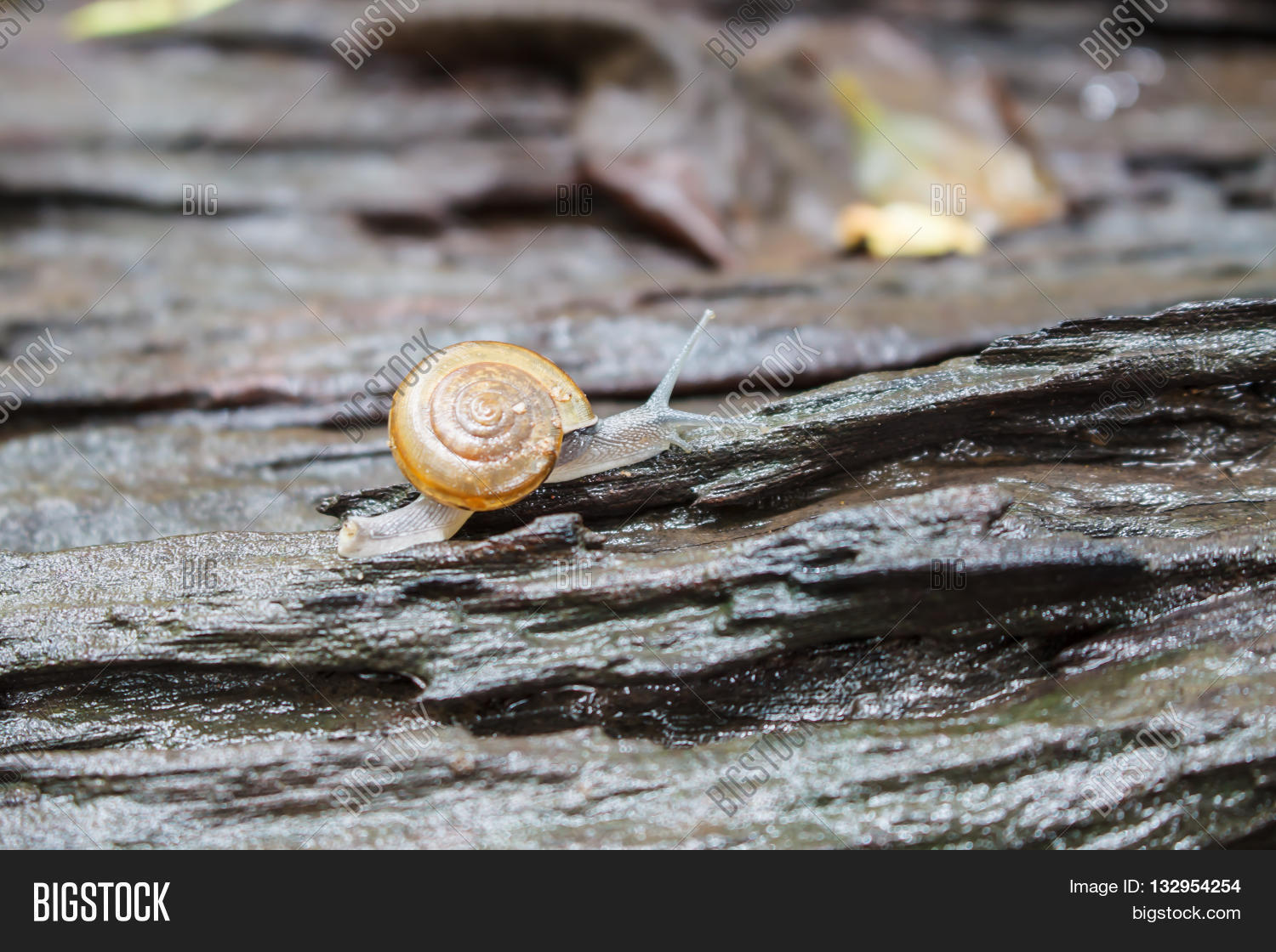 Snail Catch Stump, Image & Photo (Free Trial) | Bigstock