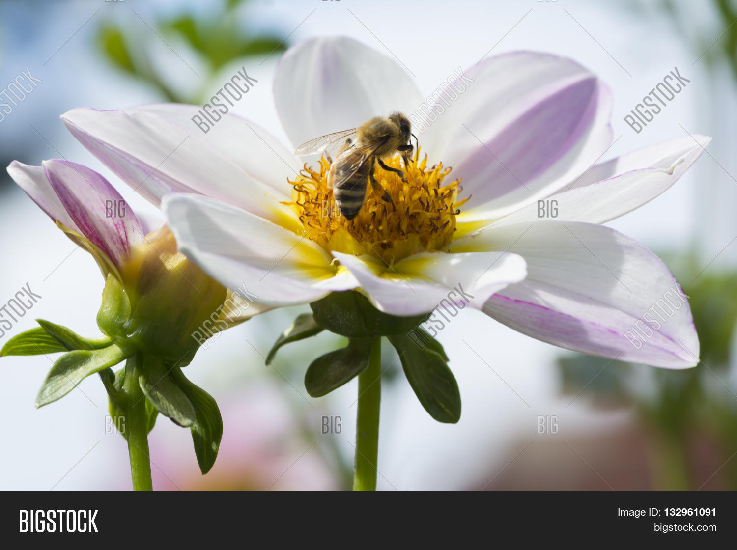 Bee Visiting Brooks Image & Photo (Free Trial) | Bigstock