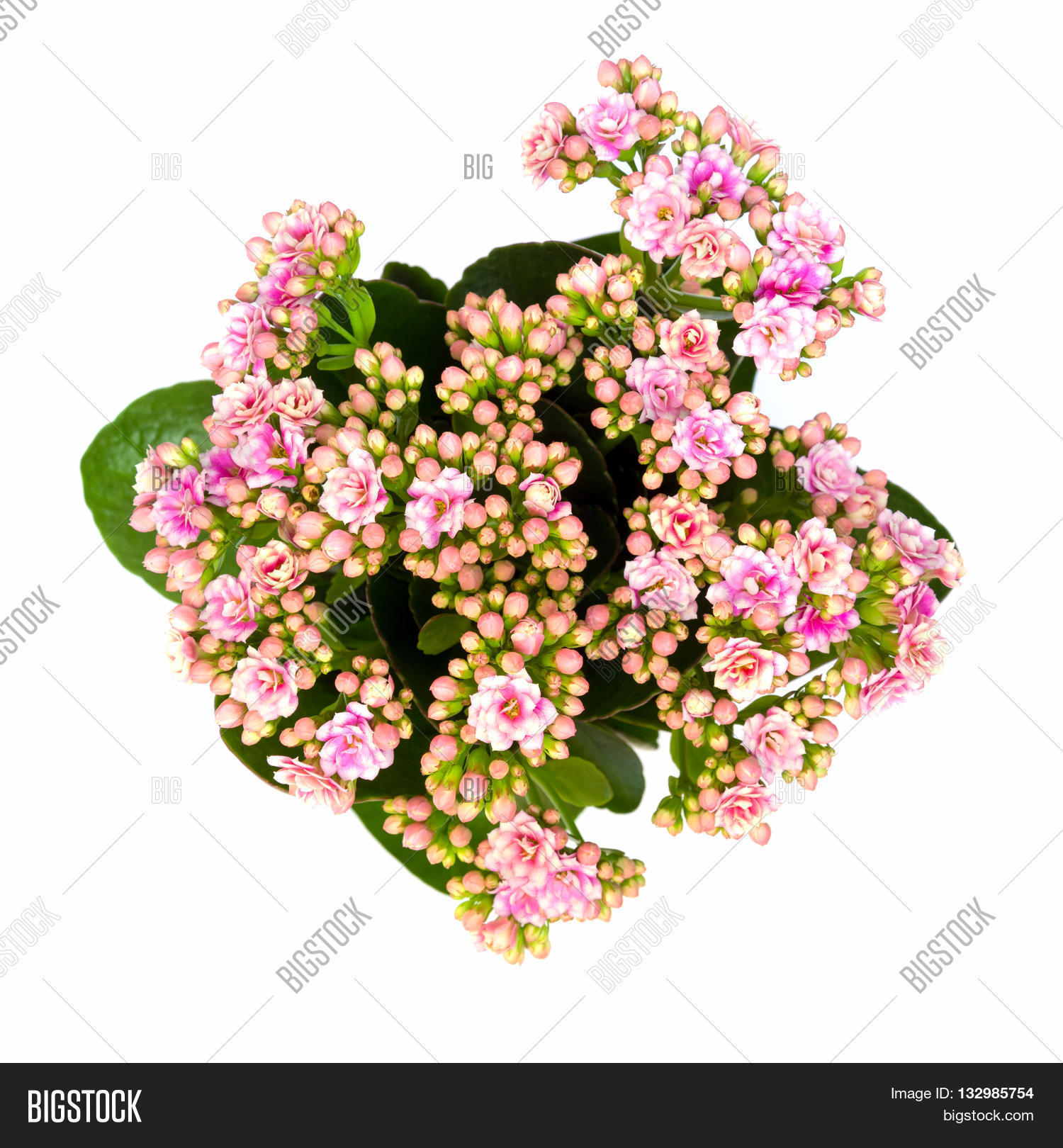 Pink Calandiva Flowers Image & Photo (Free Trial) | Bigstock
