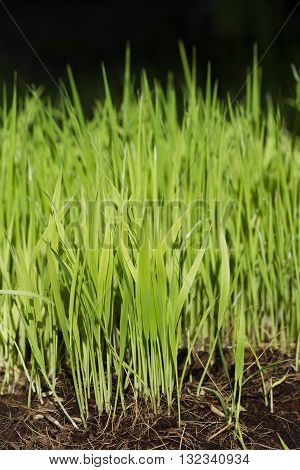 View Young Rice Sprout Image & Photo (Free Trial) | Bigstock