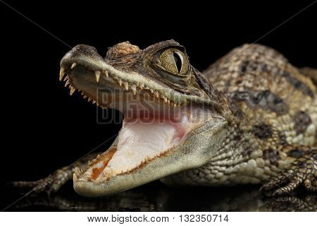 Closeup Young Cayman Image & Photo (Free Trial) | Bigstock