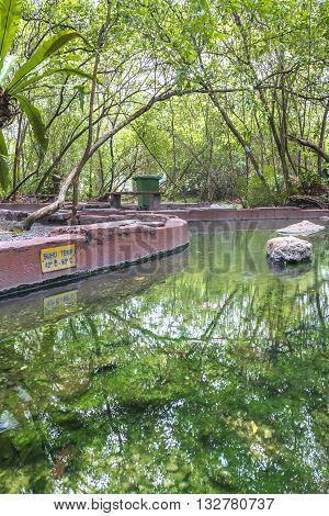 Hot Spring Green Tree Image & Photo (Free Trial) | Bigstock