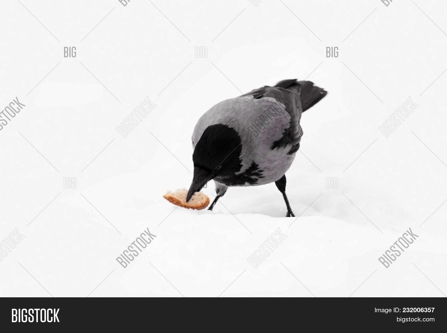 Crow Snow Eats Scraps Image & Photo (Free Trial) | Bigstock