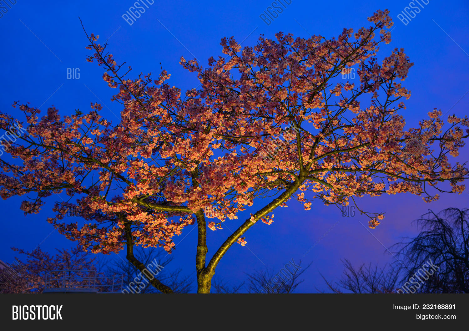 Night Scene Cherry Image & Photo (Free Trial) | Bigstock