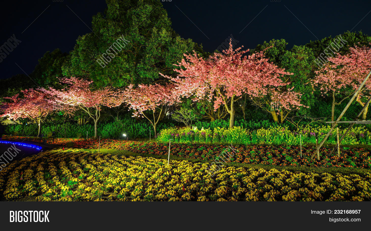 Night Scene Cherry Image & Photo (Free Trial) | Bigstock