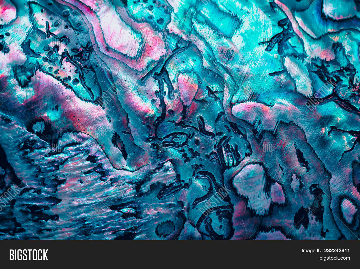 New Zealand Paua Shell Image & Photo (Free Trial) | Bigstock