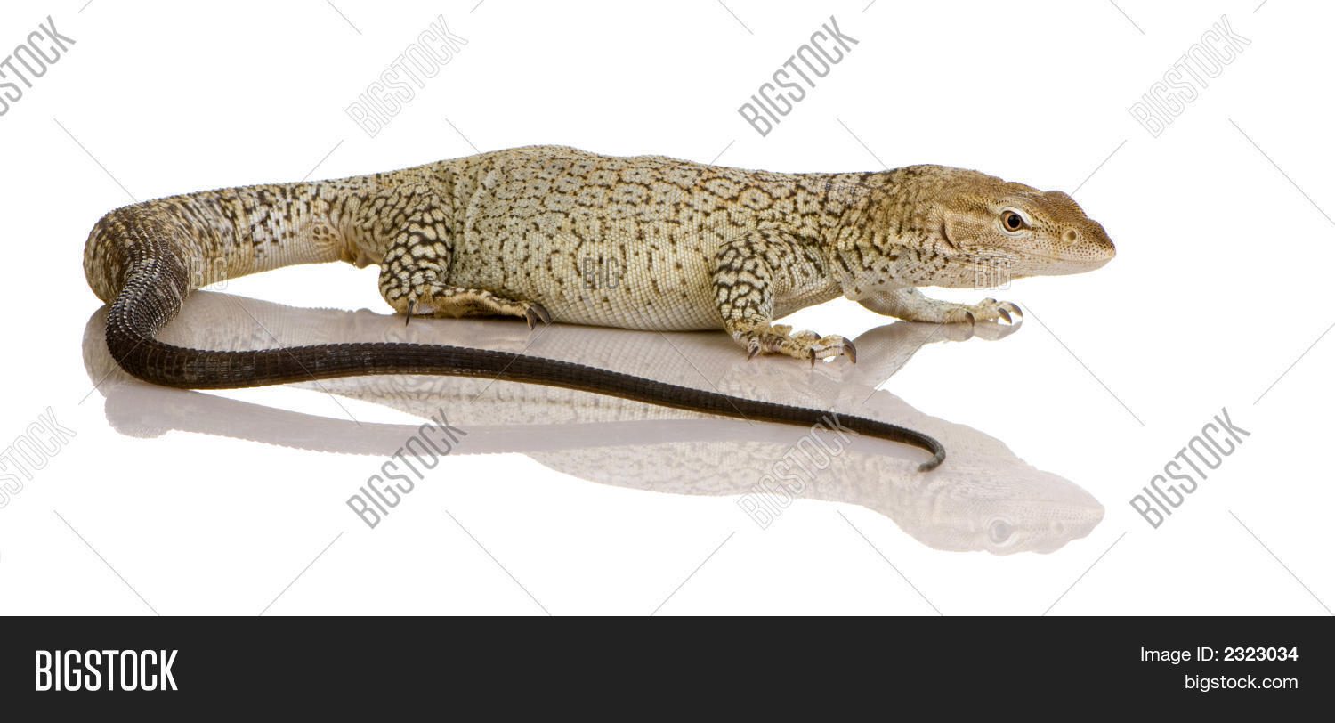 Monitor Lizard - Image & Photo (Free Trial) | Bigstock