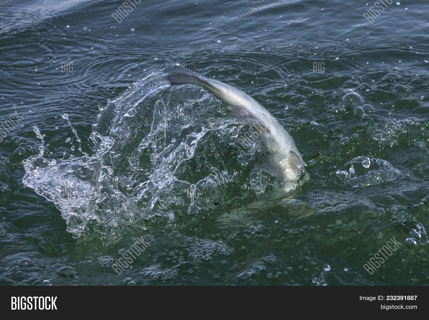 Fishtail Splashing Image & Photo (Free Trial) | Bigstock