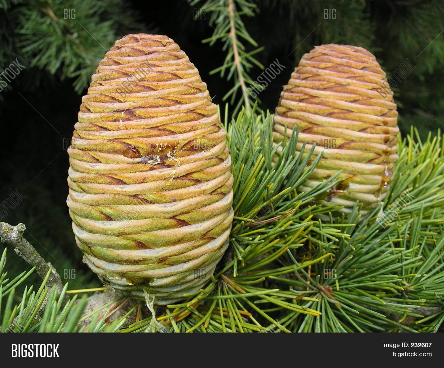 Cones Image & Photo (Free Trial) | Bigstock