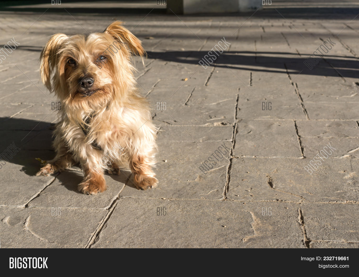 Wide Angle Cute Dog Image & Photo (Free Trial) | Bigstock