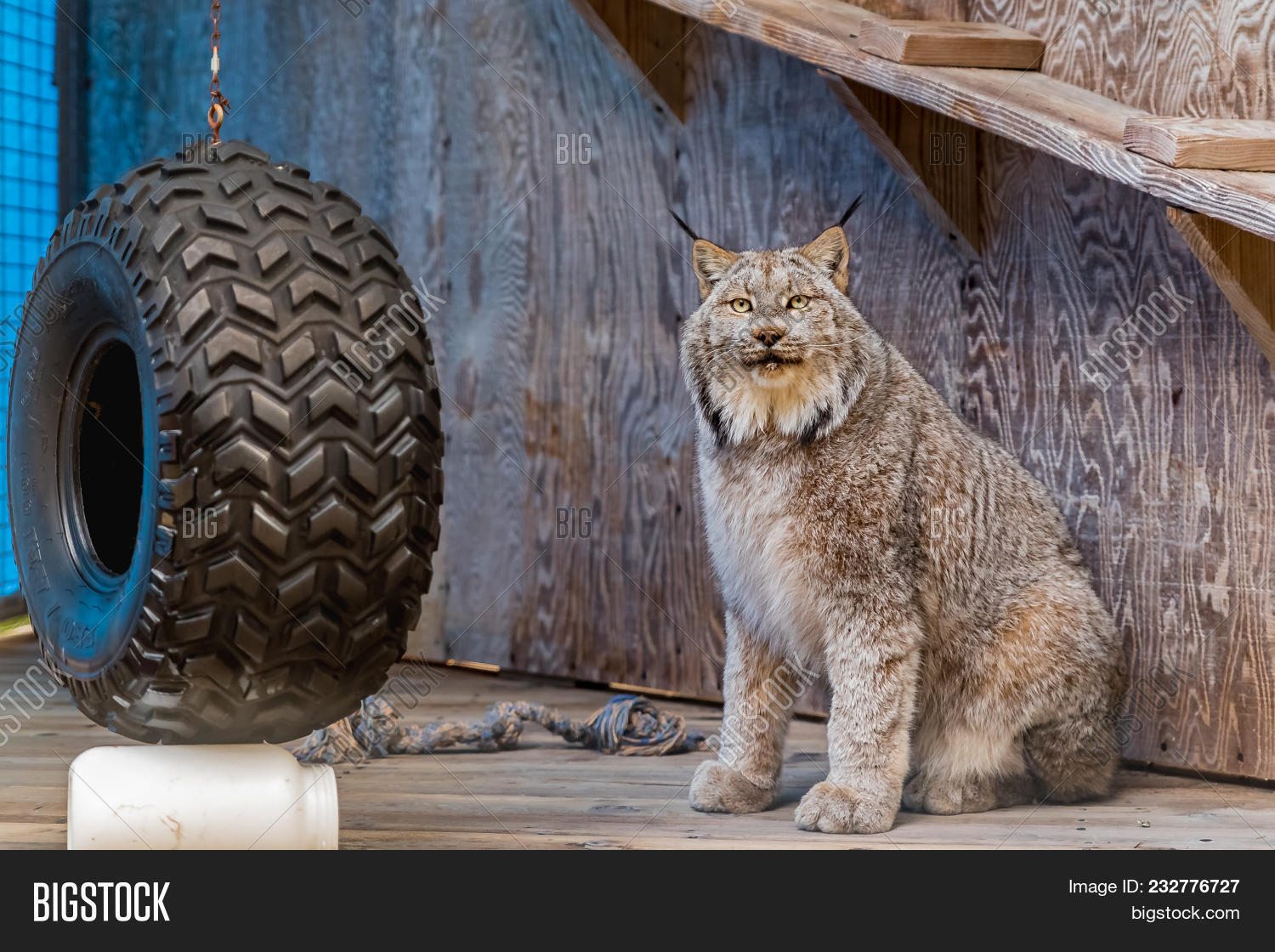 Wild Canadian Lynx Image & Photo (Free Trial) | Bigstock