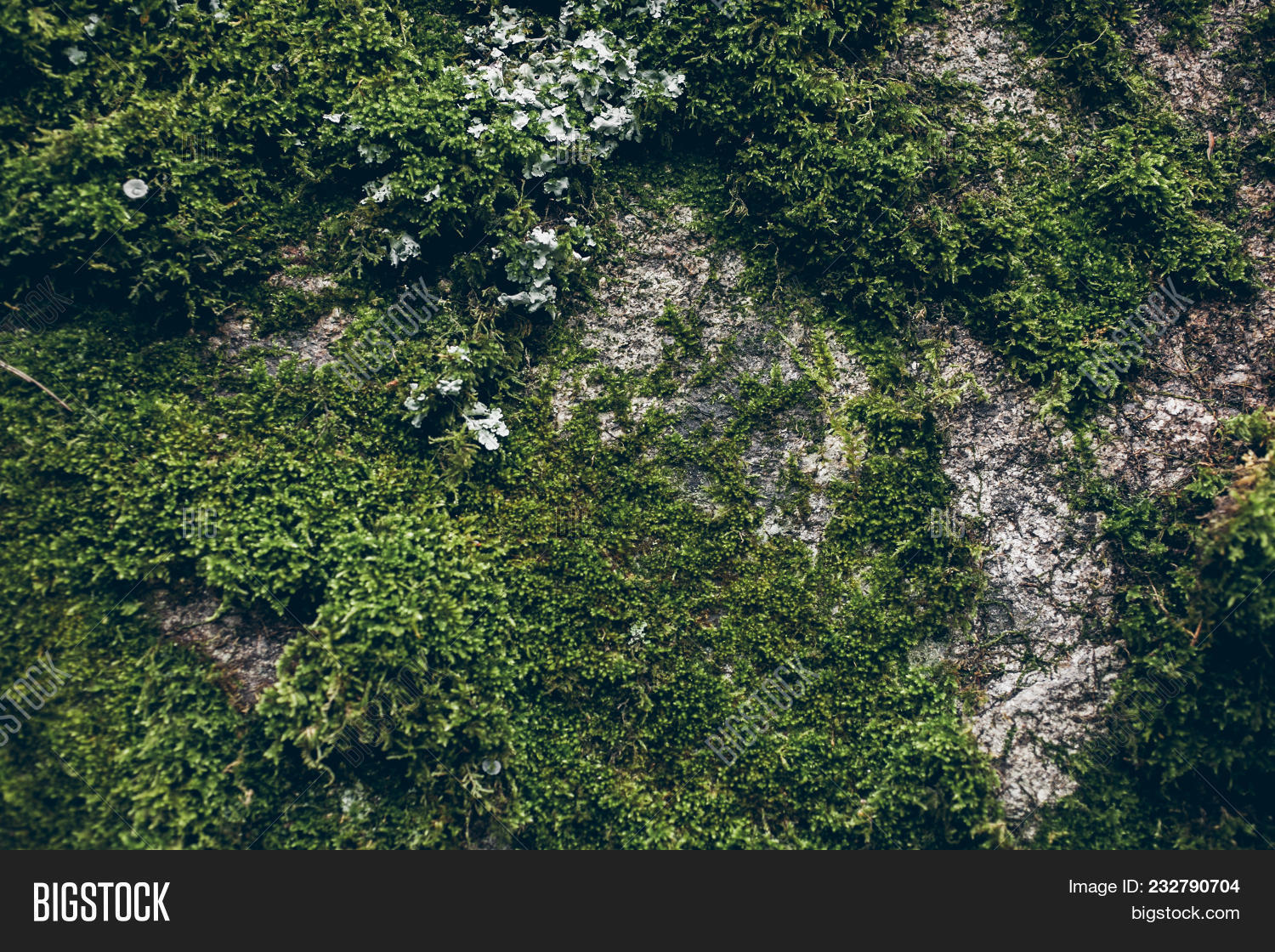 Moss Stone Texture