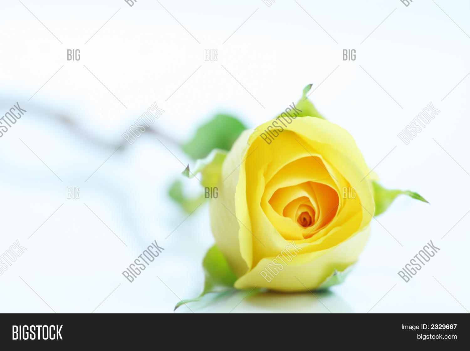 Single Yellow Rose On Image & Photo (Free Trial) | Bigstock