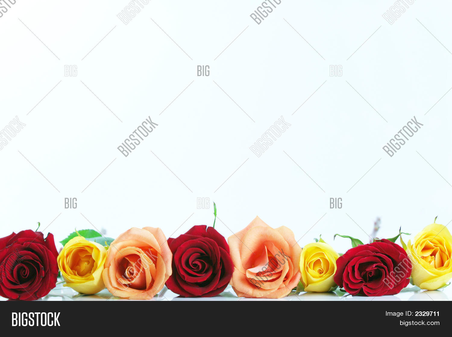 Border Roses Lined Image & Photo (Free Trial) | Bigstock