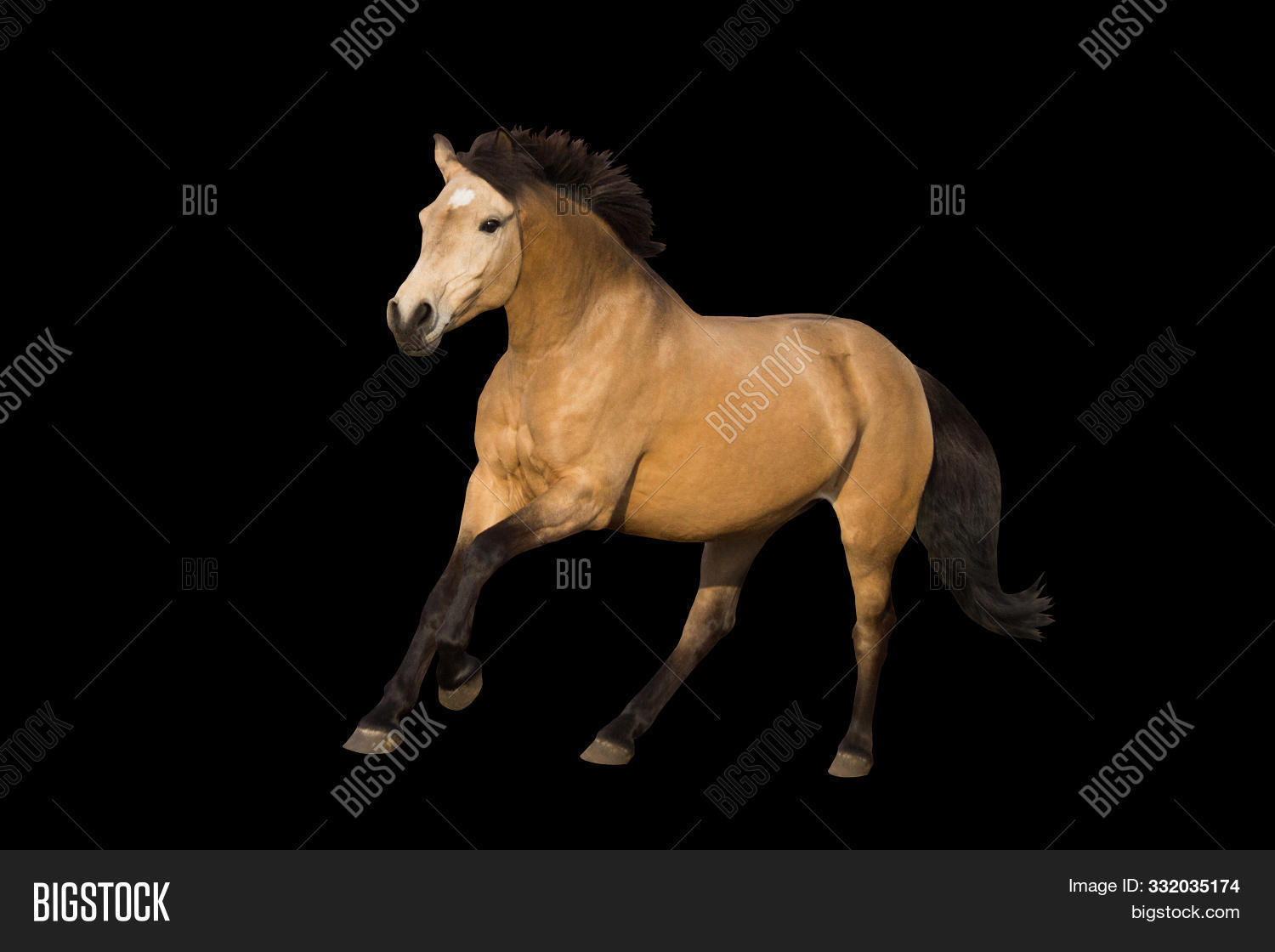 Yellow Dun Horse