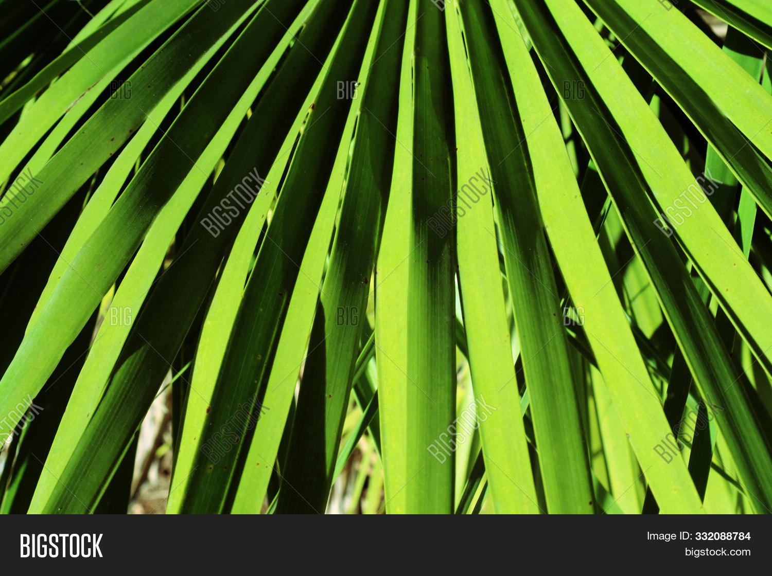 Palm Leaf Structure Image & Photo (Free Trial) | Bigstock