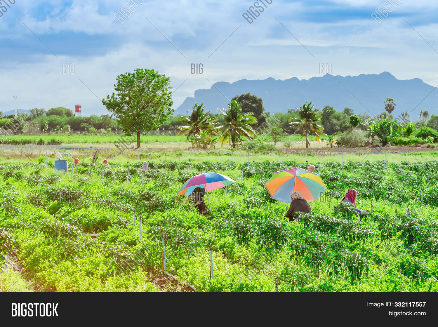 Group Farmers Help Image & Photo (Free Trial) | Bigstock