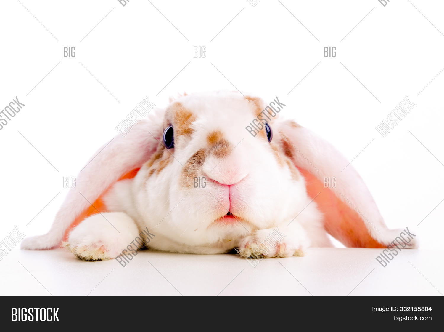 Cute Little Orange Image & Photo (Free Trial) | Bigstock
