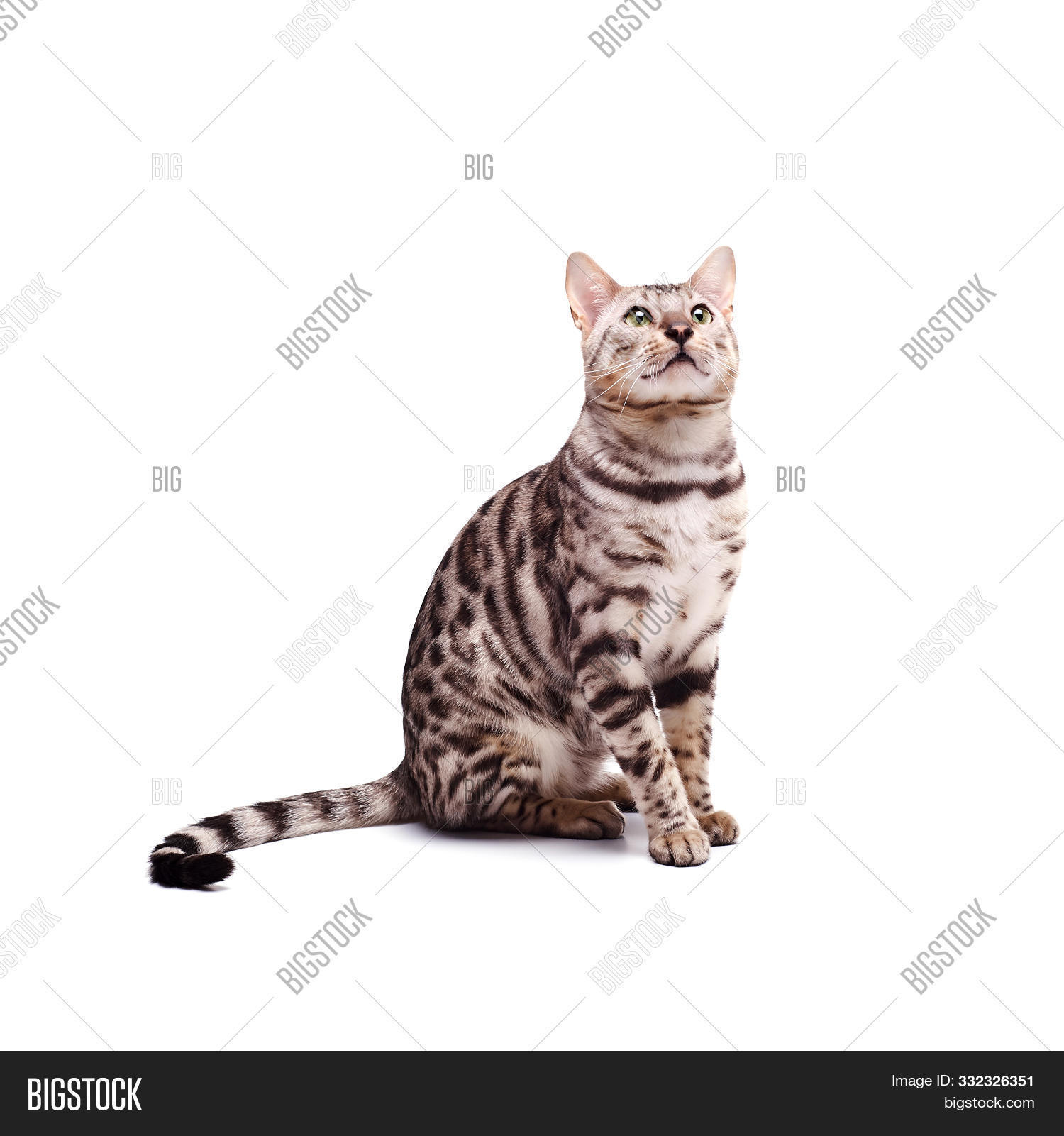 Bengali Cat Posing, Image & Photo (Free Trial) | Bigstock
