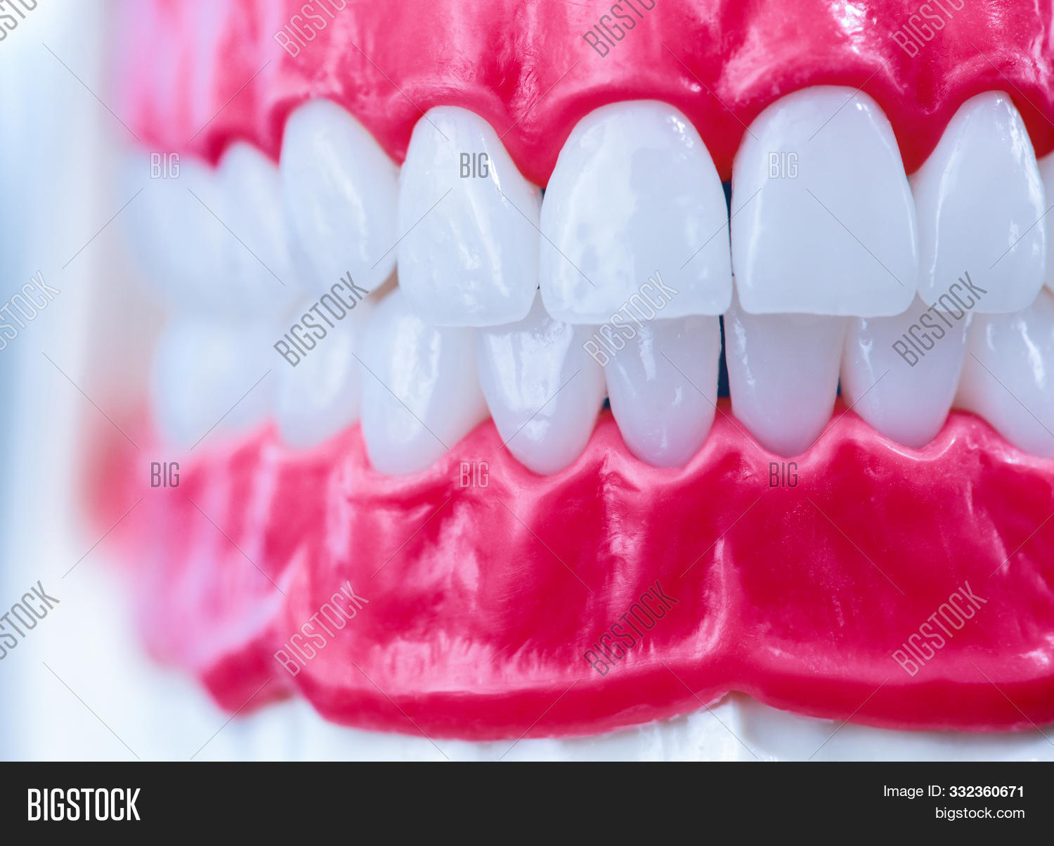 Human Jaw Teeth Gums Image & Photo (Free Trial) | Bigstock