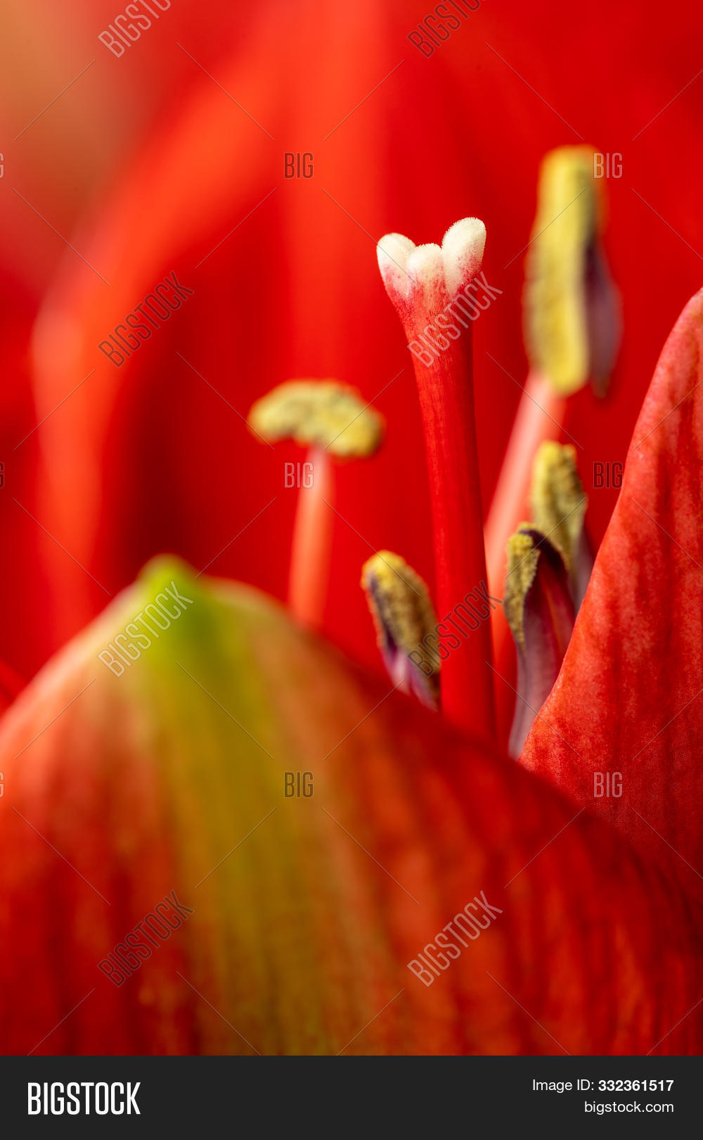 Beautiful Red Flower Image & Photo (Free Trial) | Bigstock