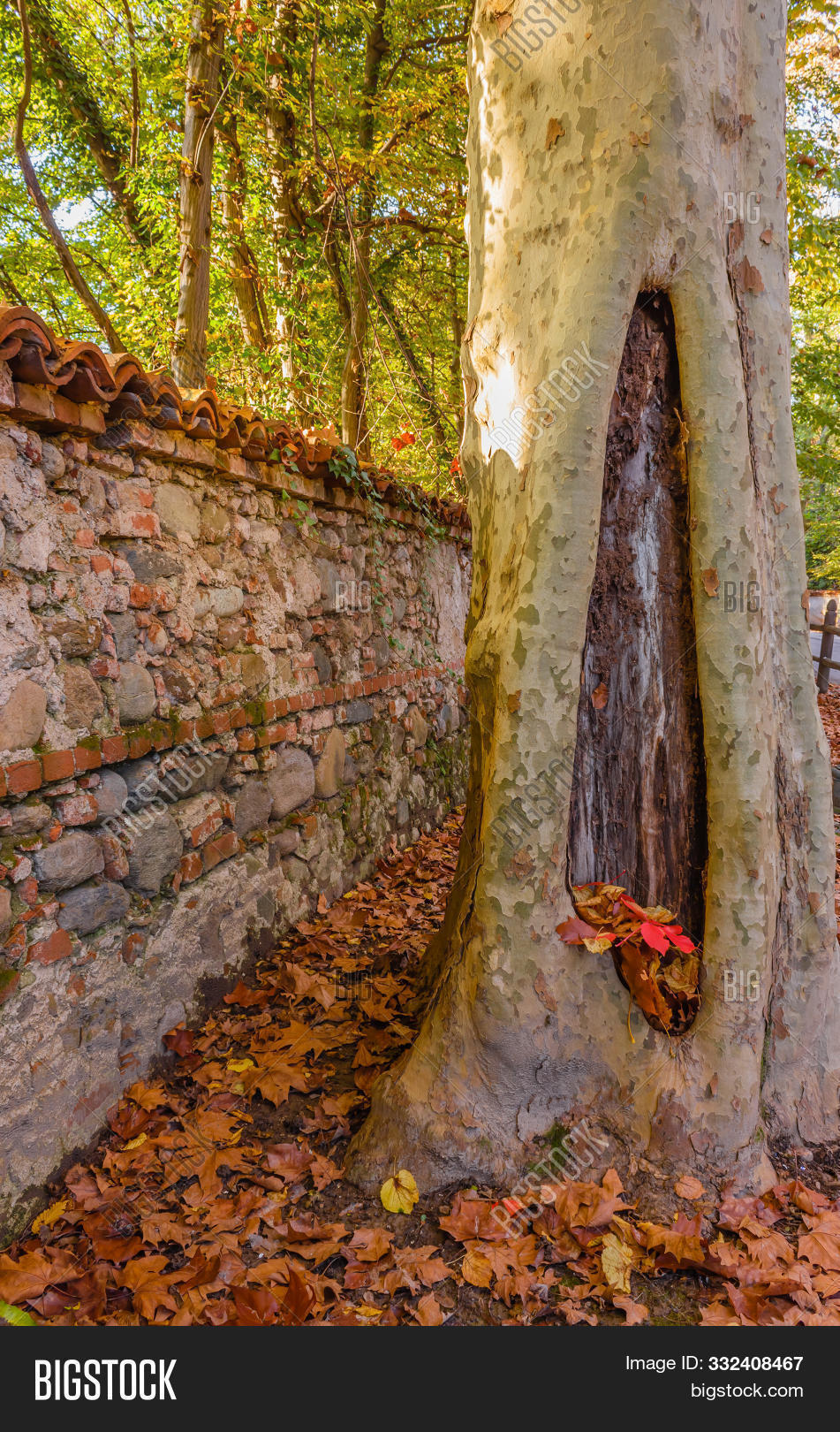 Tree Cavity Canved By Image & Photo (Free Trial) | Bigstock